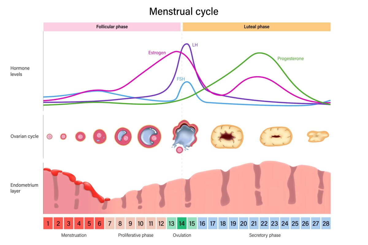 Vital Phases of Your Menstrual Cycle important for women 111
